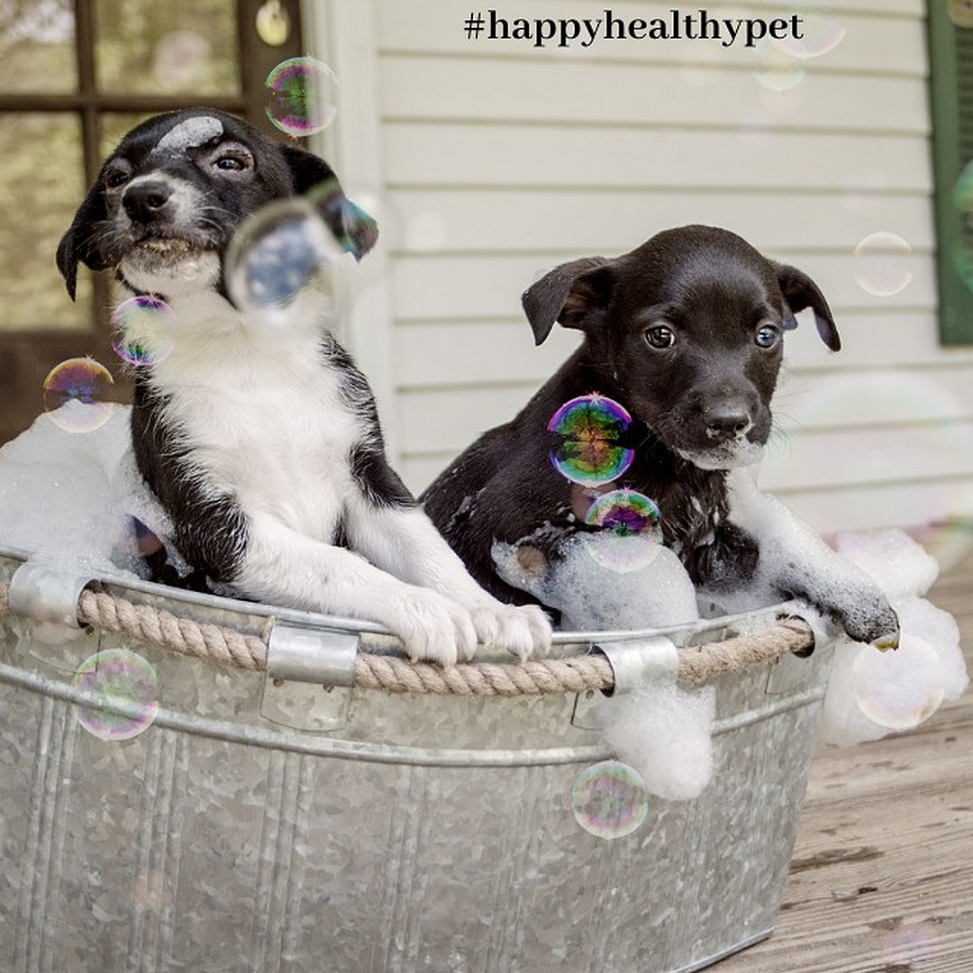 Top 11 Ways to Keep Your Pet Healthy and Happy